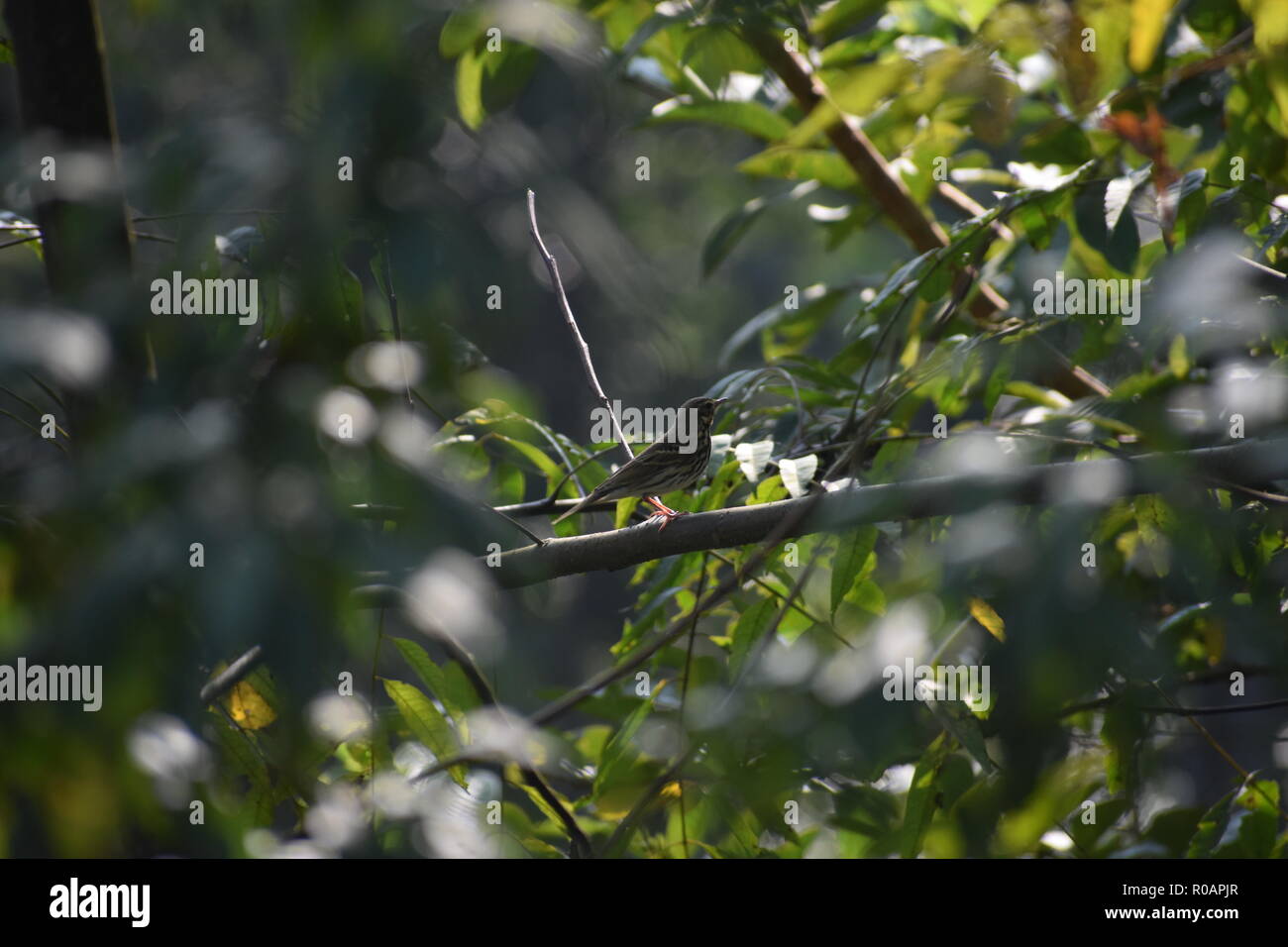 Himalayan forest thrush bird hi-res stock photography and images - Alamy