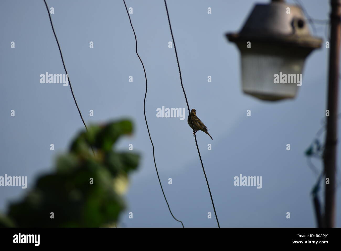 Himalayan forest thrush bird hi-res stock photography and images - Alamy