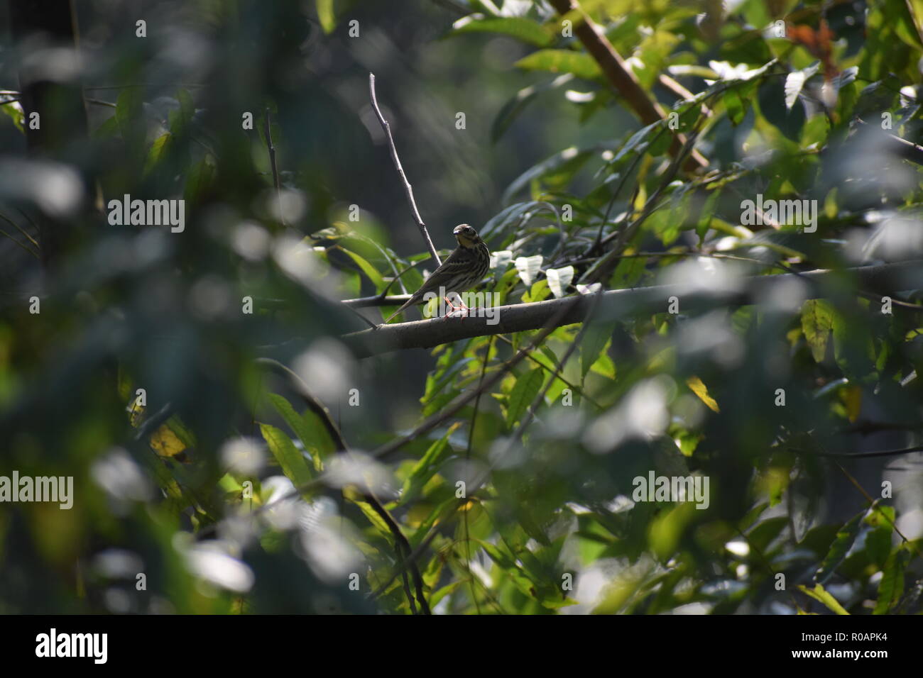Himalayan forest thrush bird hi-res stock photography and images - Alamy