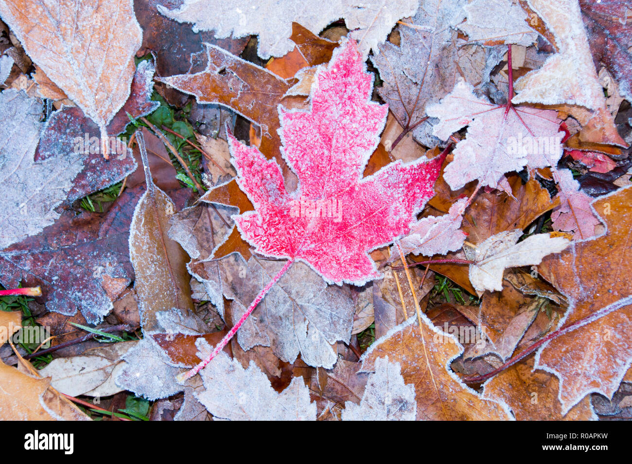 Liquid amber tree leaves hi-res stock photography and images - Alamy