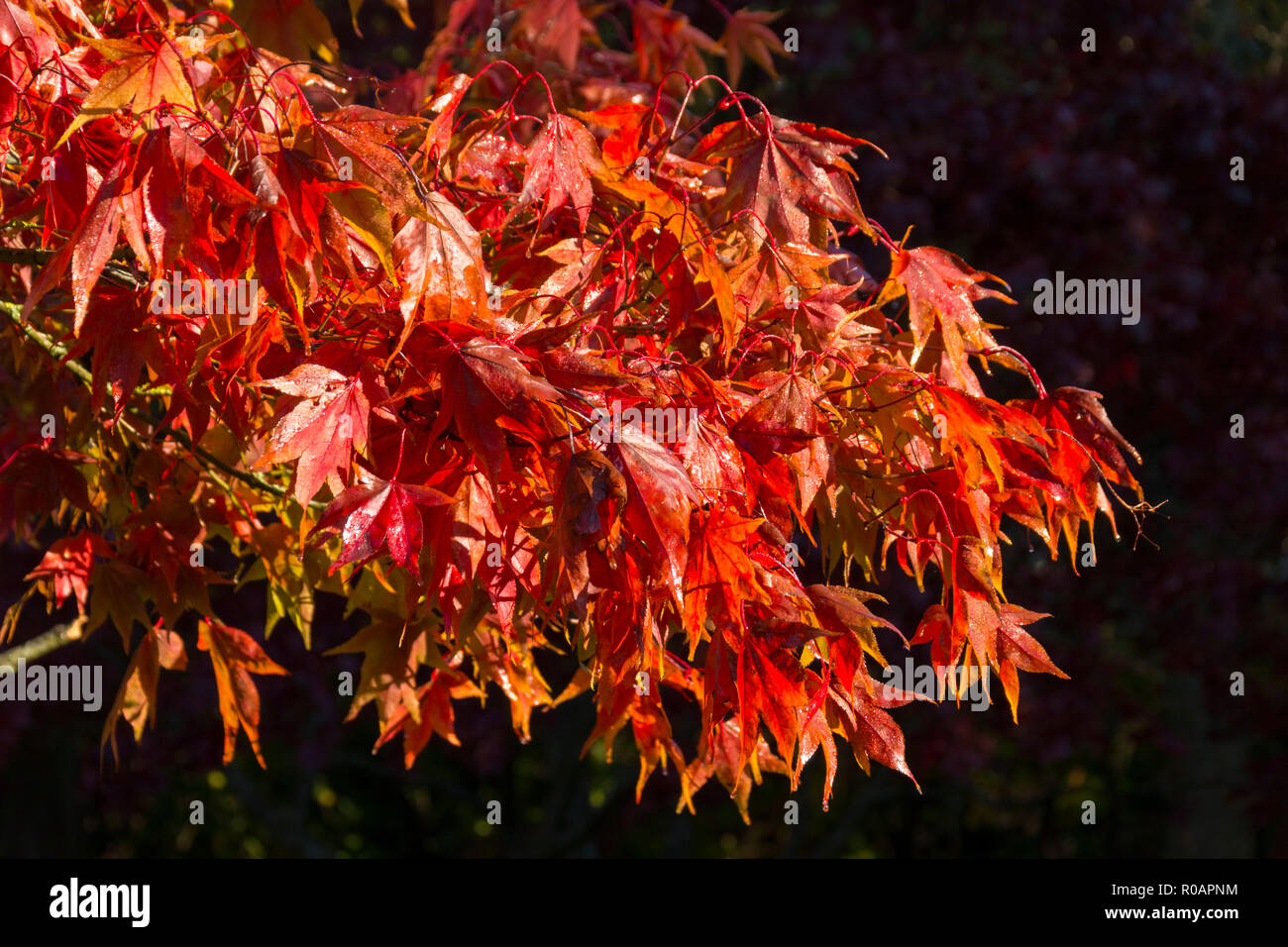 Amber And Green Colour Background High Resolution Stock Photography and ...