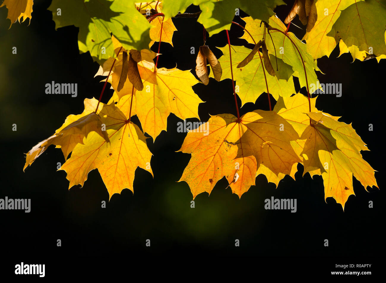 Liquid amber tree leaves hi-res stock photography and images - Alamy