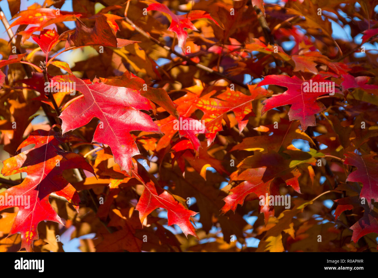 Beautiful autumn / fall leaves taken around Cardiff, South Wales, UK ...