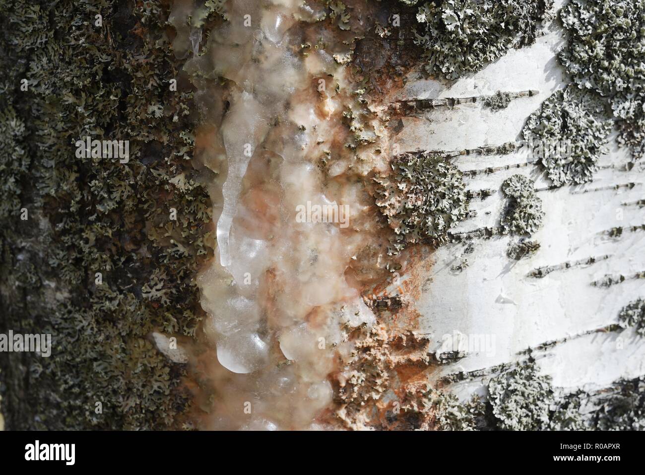 frozen birch sap on a birch trunk Stock Photo - Alamy