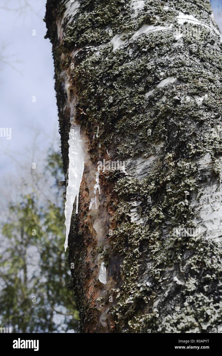 Frozen sap hi-res stock photography and images - Alamy