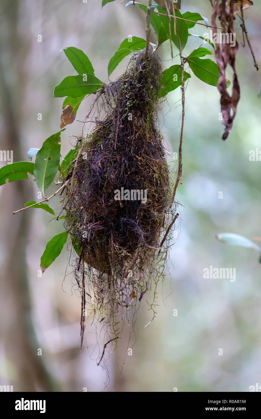 O'reilly's retreat hi-res stock photography and images - Alamy