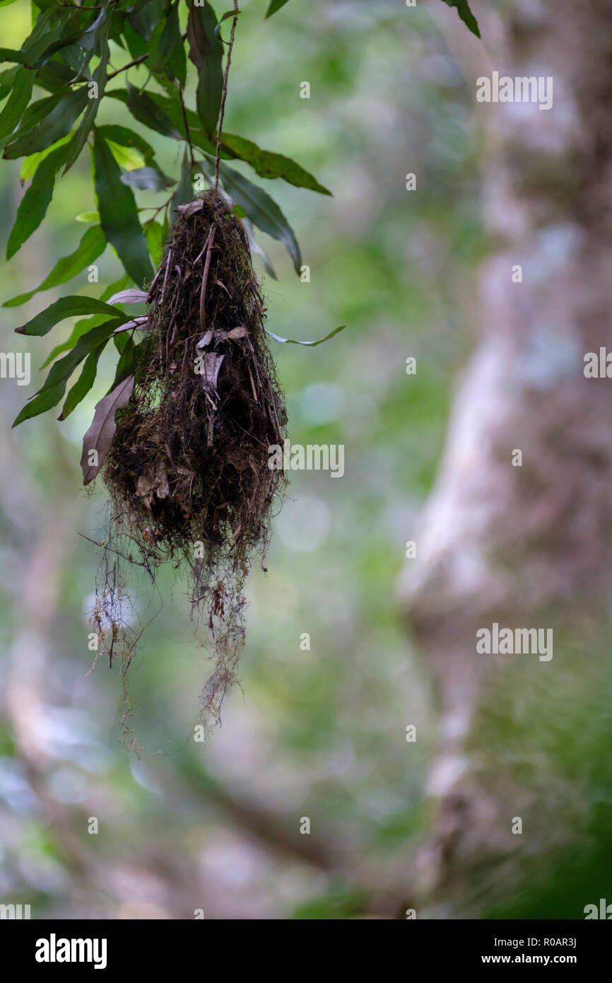 O'reilly's retreat hi-res stock photography and images - Alamy