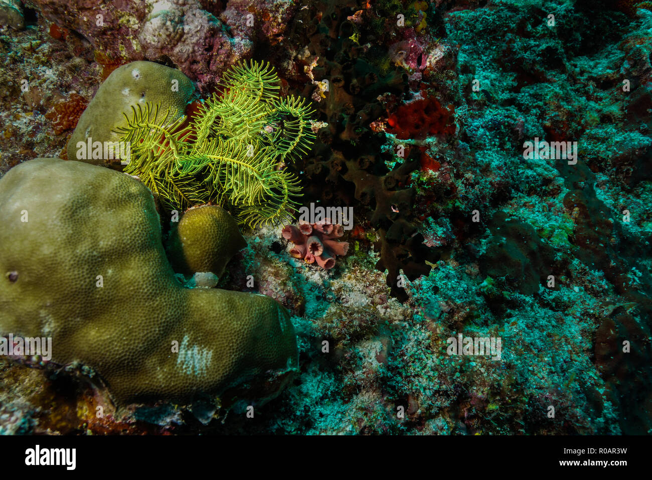 Feather Starfish at the Maldives Stock Photo - Alamy