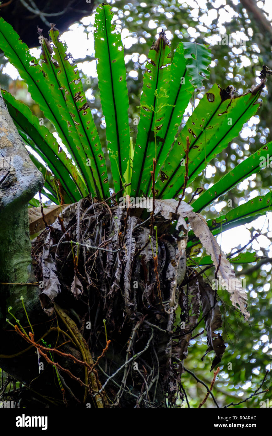 On the Python Rock walk - At O'Reilly's Rainforest Retreat, Lamington ...