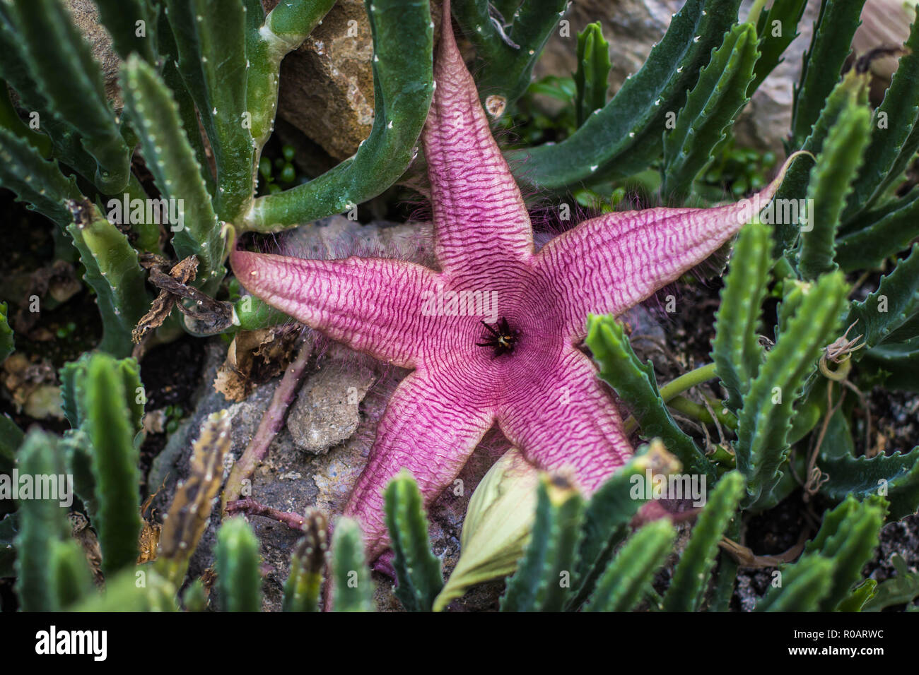 Stapelia grandiflora hi-res stock photography and images - Alamy