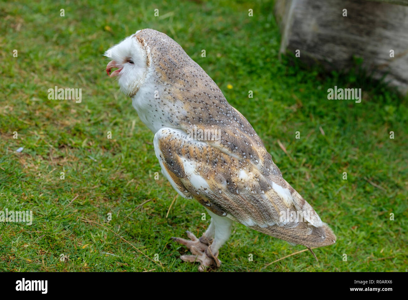 Barn Owl - Birds of Prey Show - O'Reilly's Rainforest Retreat Stock ...
