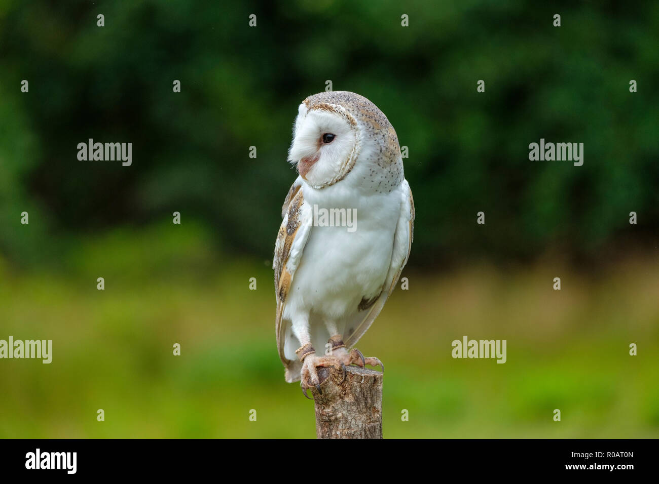 Barn Owl - Birds of Prey Show - O'Reilly's Rainforest Retreat Stock ...