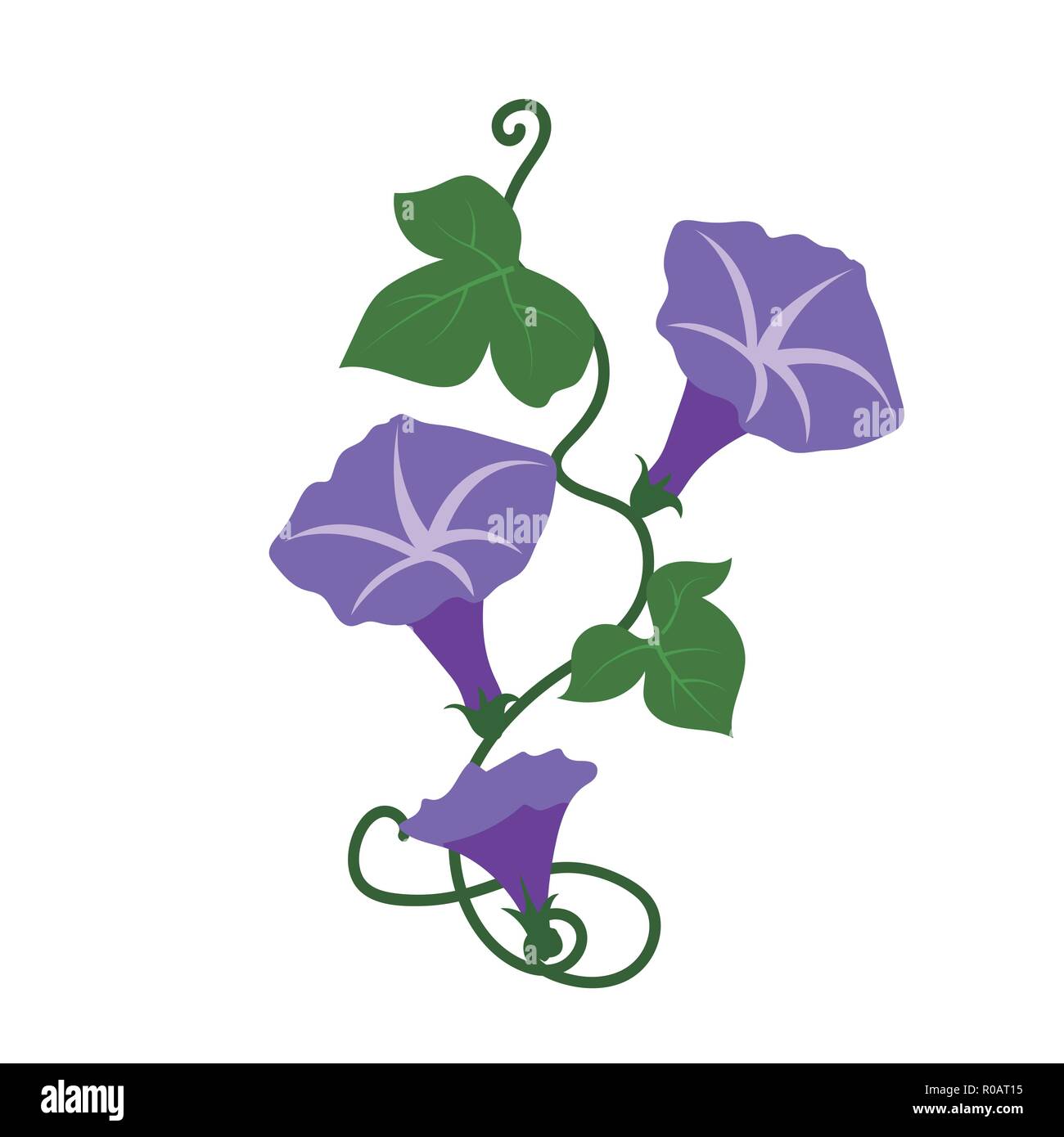 Nature flower purple morning glory flower, vector botanic garden floral ...
