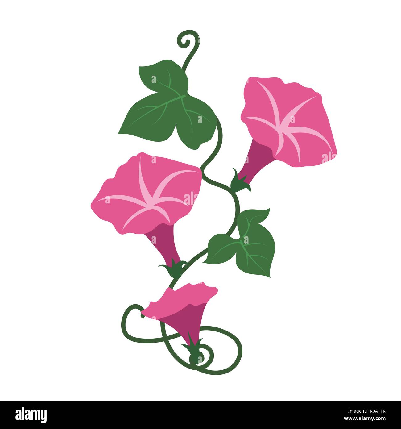 Nature flower red morning glory flower, vector botanic garden floral ...