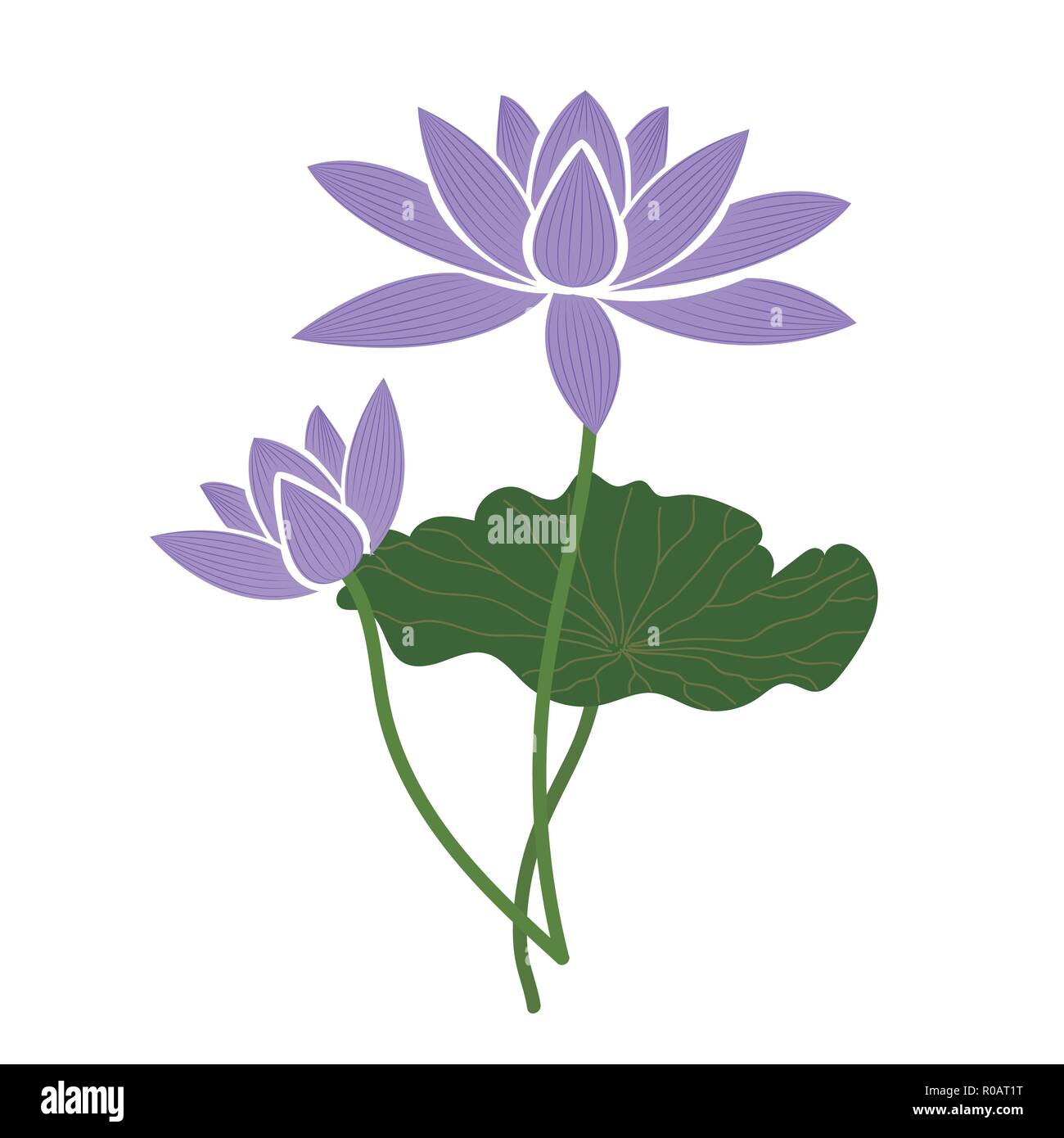 Purple red morning glory Stock Vector Images - Alamy