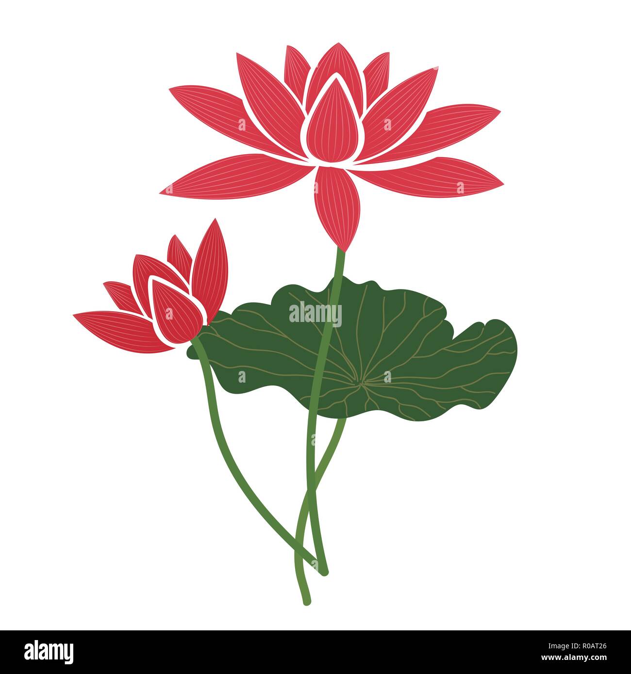 Nature flower pink lotus, vector botanic garden floral leaf plant Stock ...