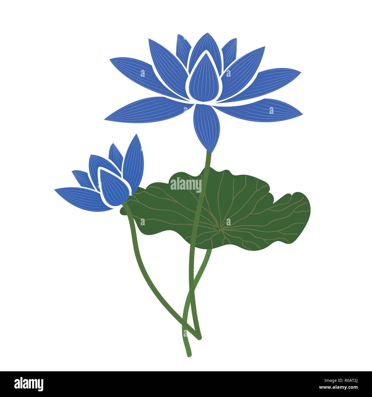 Nature flower blue lotus, vector botanic garden floral leaf plant Stock ...