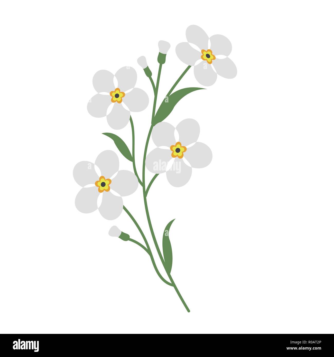 Nature flower white forget me not, vector botanic garden floral leaf ...