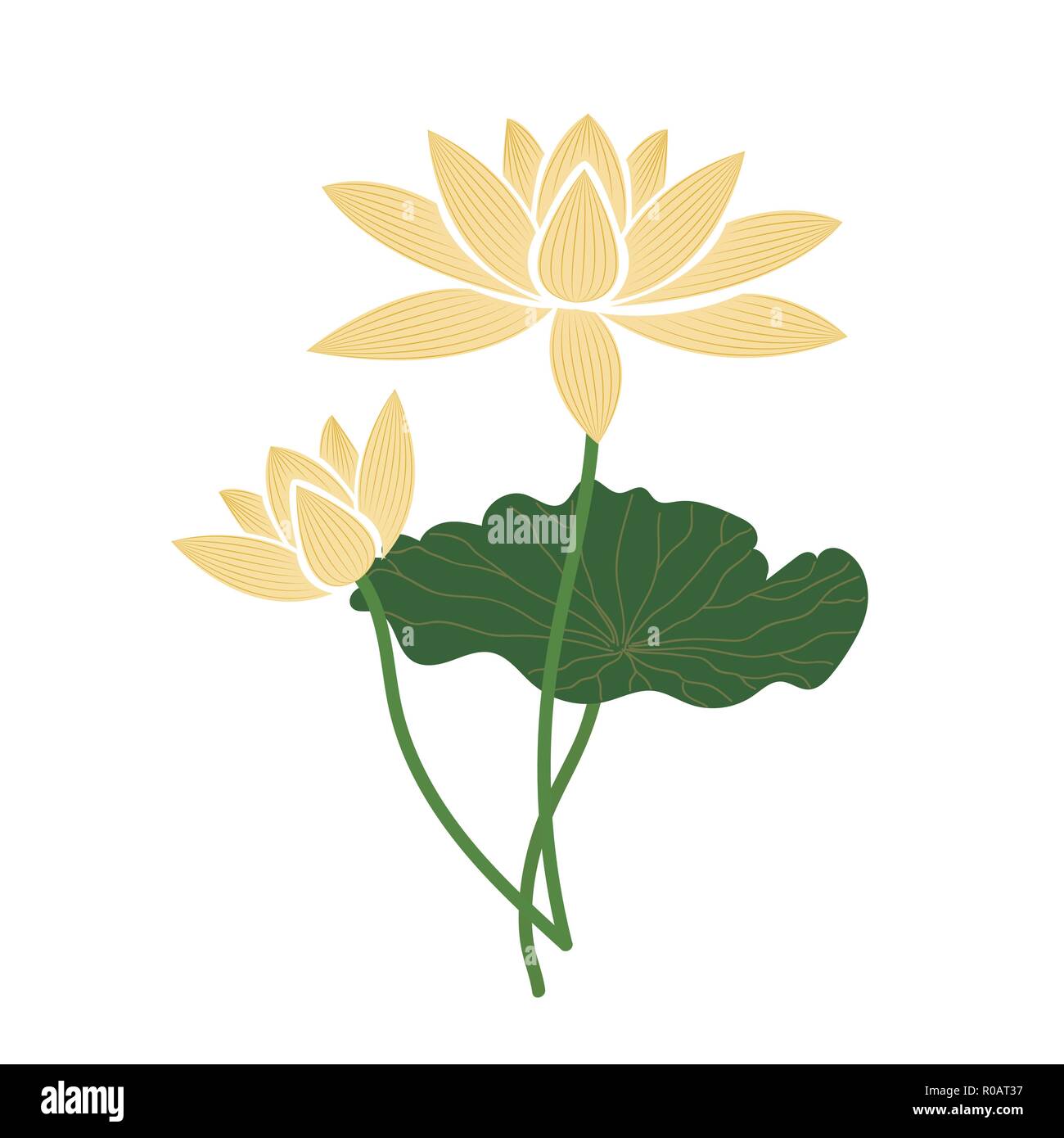 Nature flower yellow lotus, vector botanic garden floral leaf plant ...