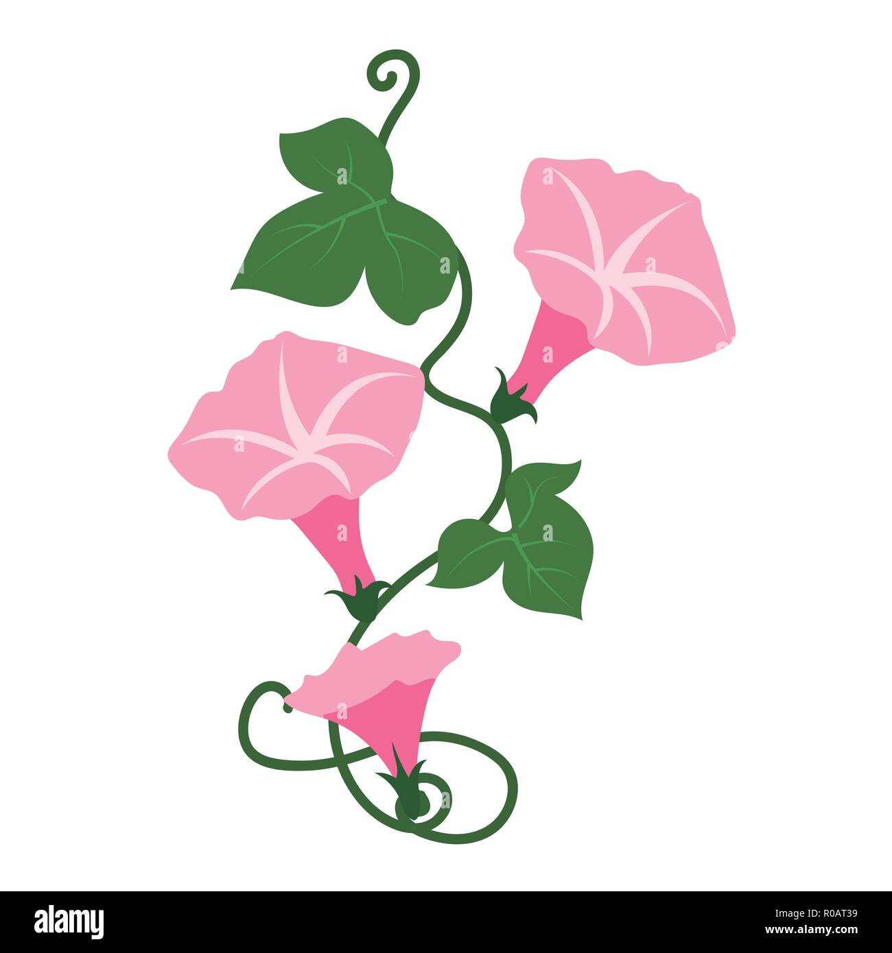 Nature flower pink morning glory flower, vector botanic garden floral ...