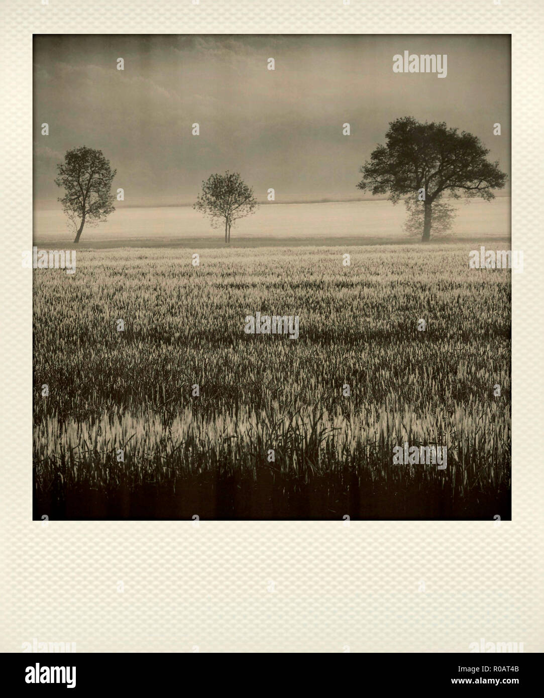 Polaroid photograph of trees in a field Stock Photo - Alamy