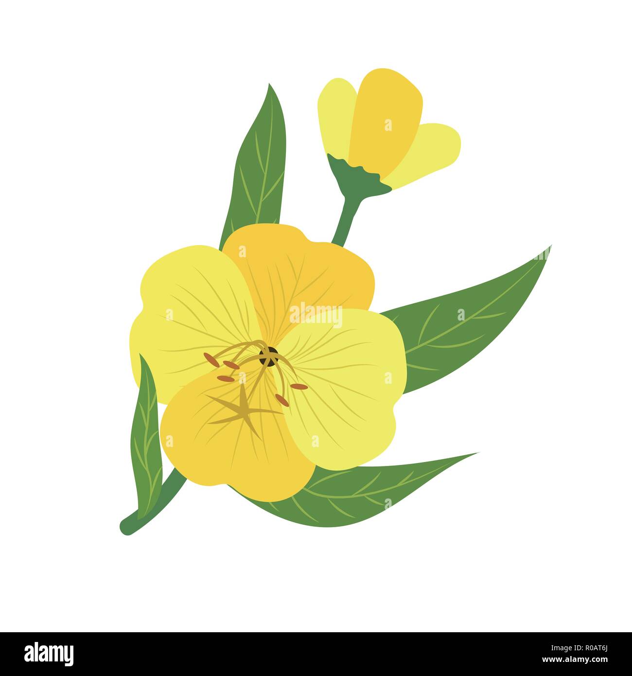 Nature flower yellow evening primrose, vector botanic garden floral ...