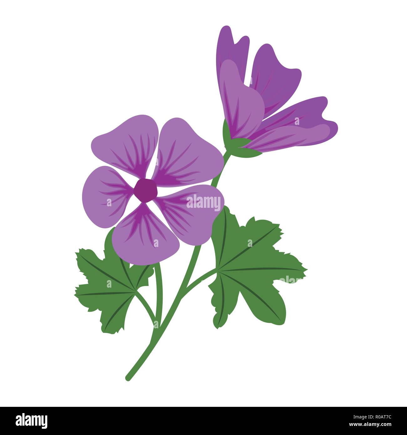 Nature flower violet mallow, vector botanic garden floral leaf plant ...