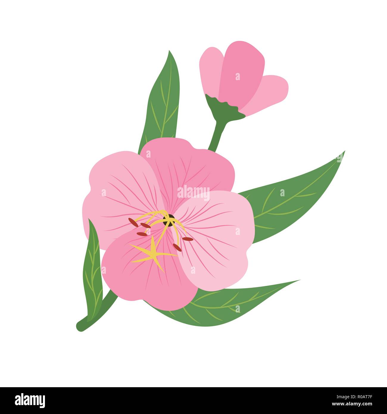 Nature flower pink evening primrose, vector botanic garden floral leaf ...