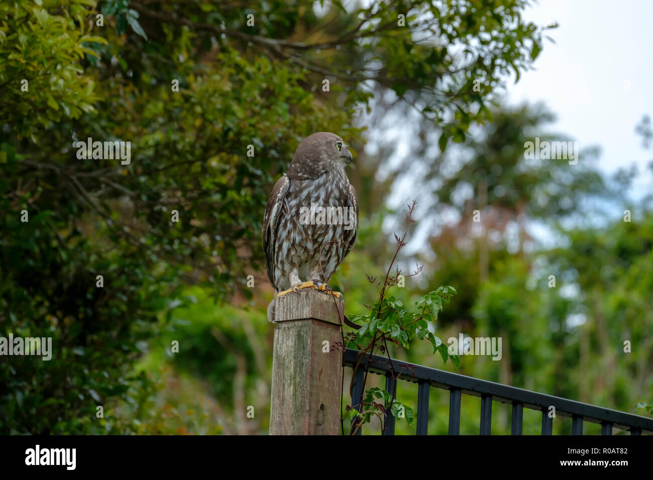 Barking Owl - Birds of Prey Show - O'Reilly's Rainforest Retreat Stock ...