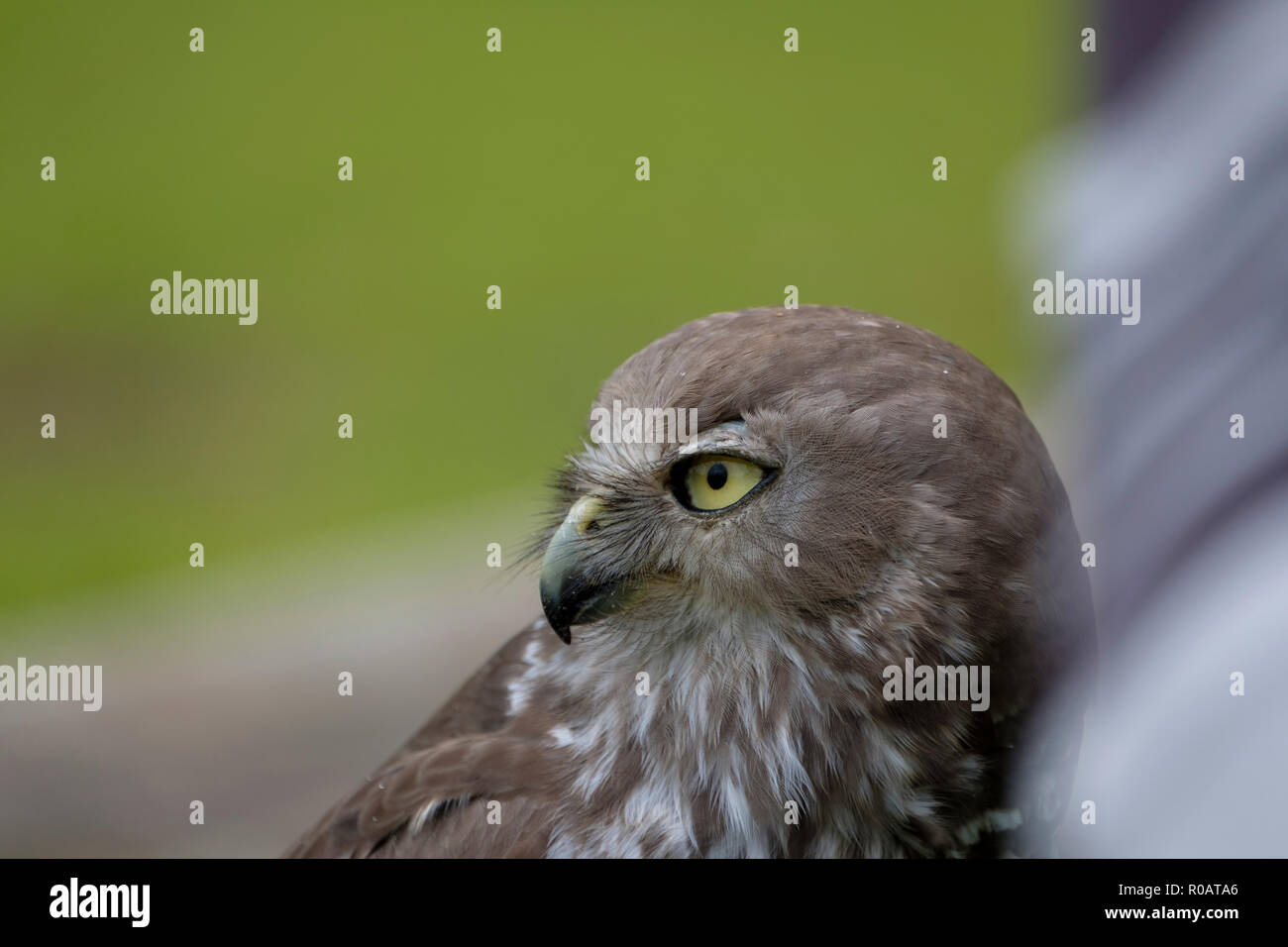 Barking Owl - Birds of Prey Show - O'Reilly's Rainforest Retreat Stock ...
