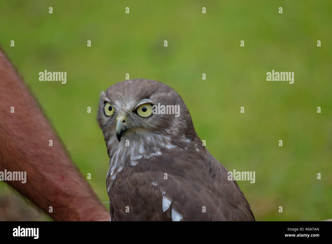 Barking Owl - Birds of Prey Show - O'Reilly's Rainforest Retreat Stock ...