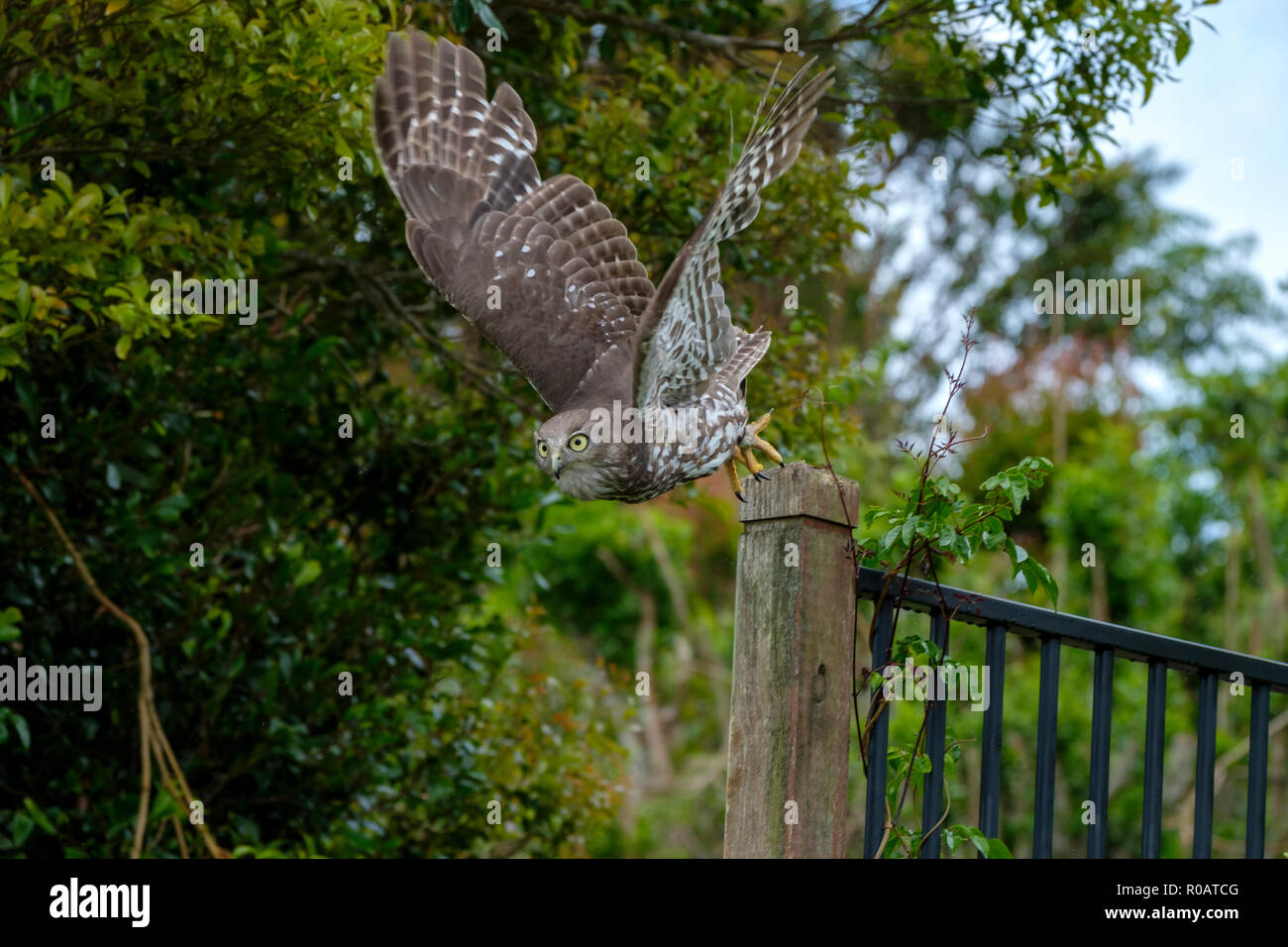 Barking Owl - Birds of Prey Show - O'Reilly's Rainforest Retreat Stock ...