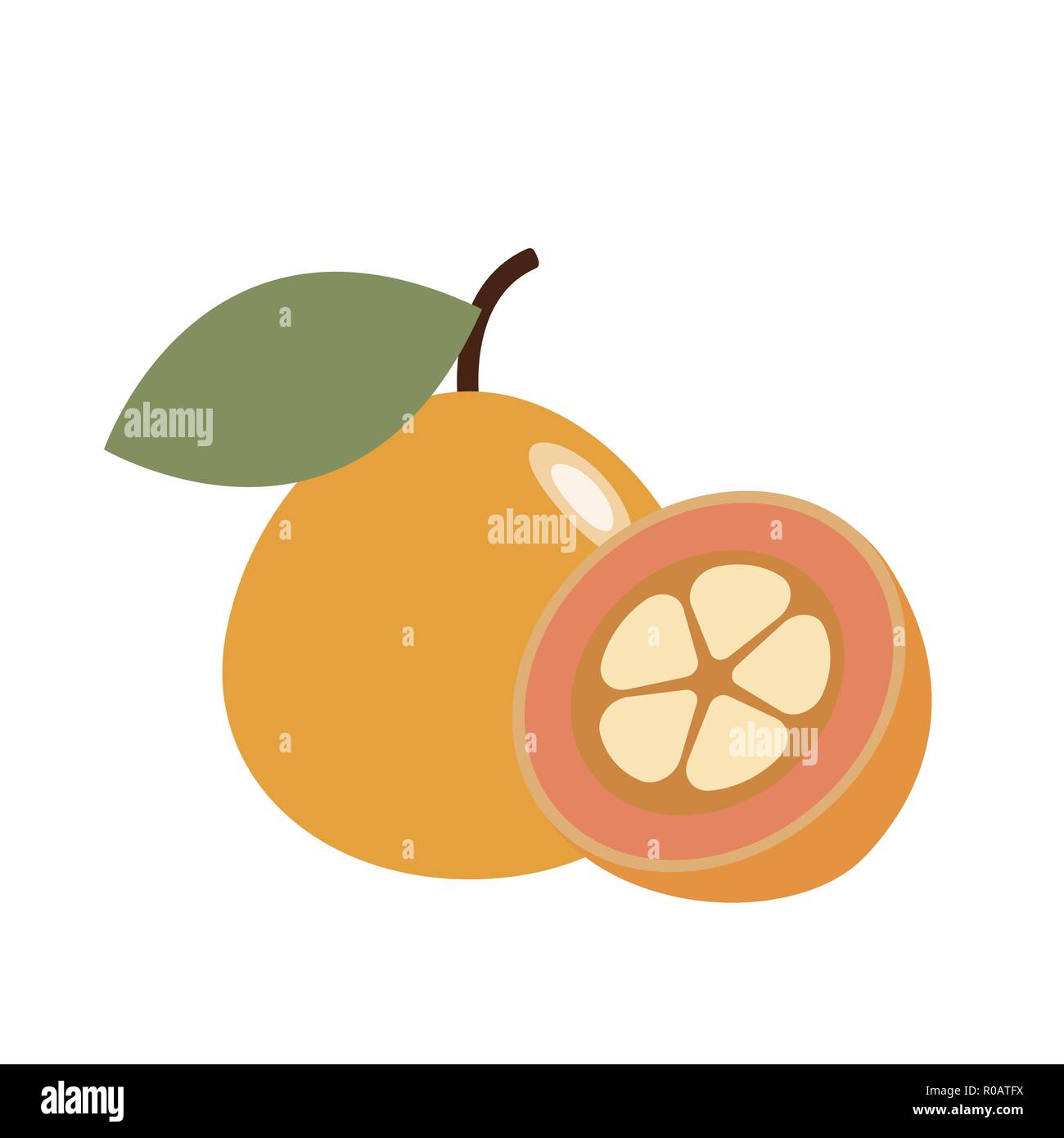 Santol seed Stock Vector Images - Alamy