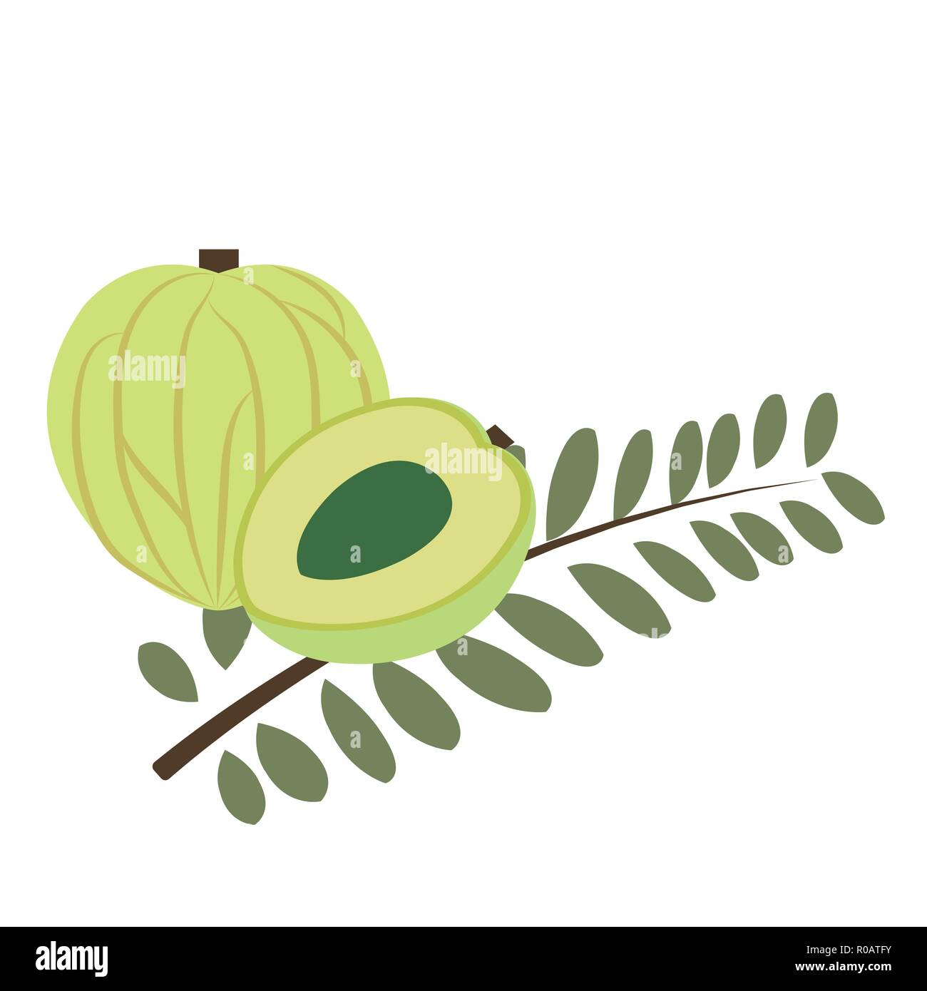Fresh amla isolated on Stock Vector Images - Alamy