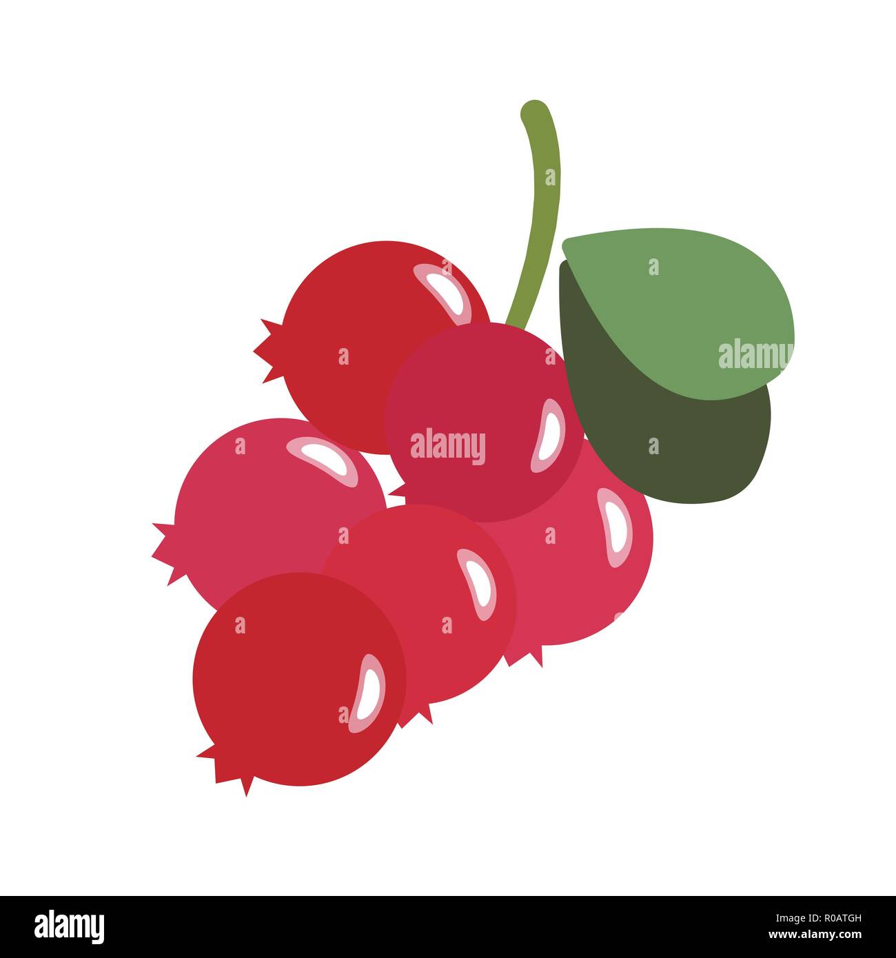 Healthy organic cowberry lingoberry, colorful tropical nature fresh ...