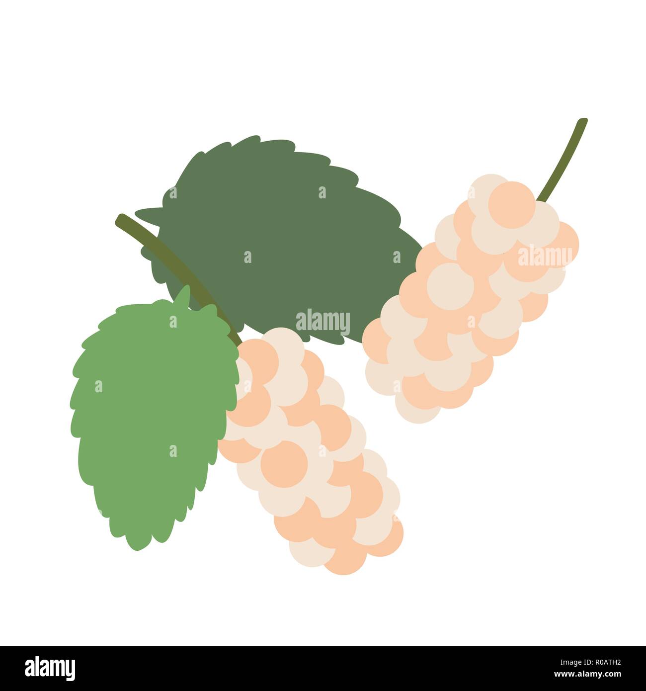 White mulberry illustration Cut Out Stock Images & Pictures - Alamy