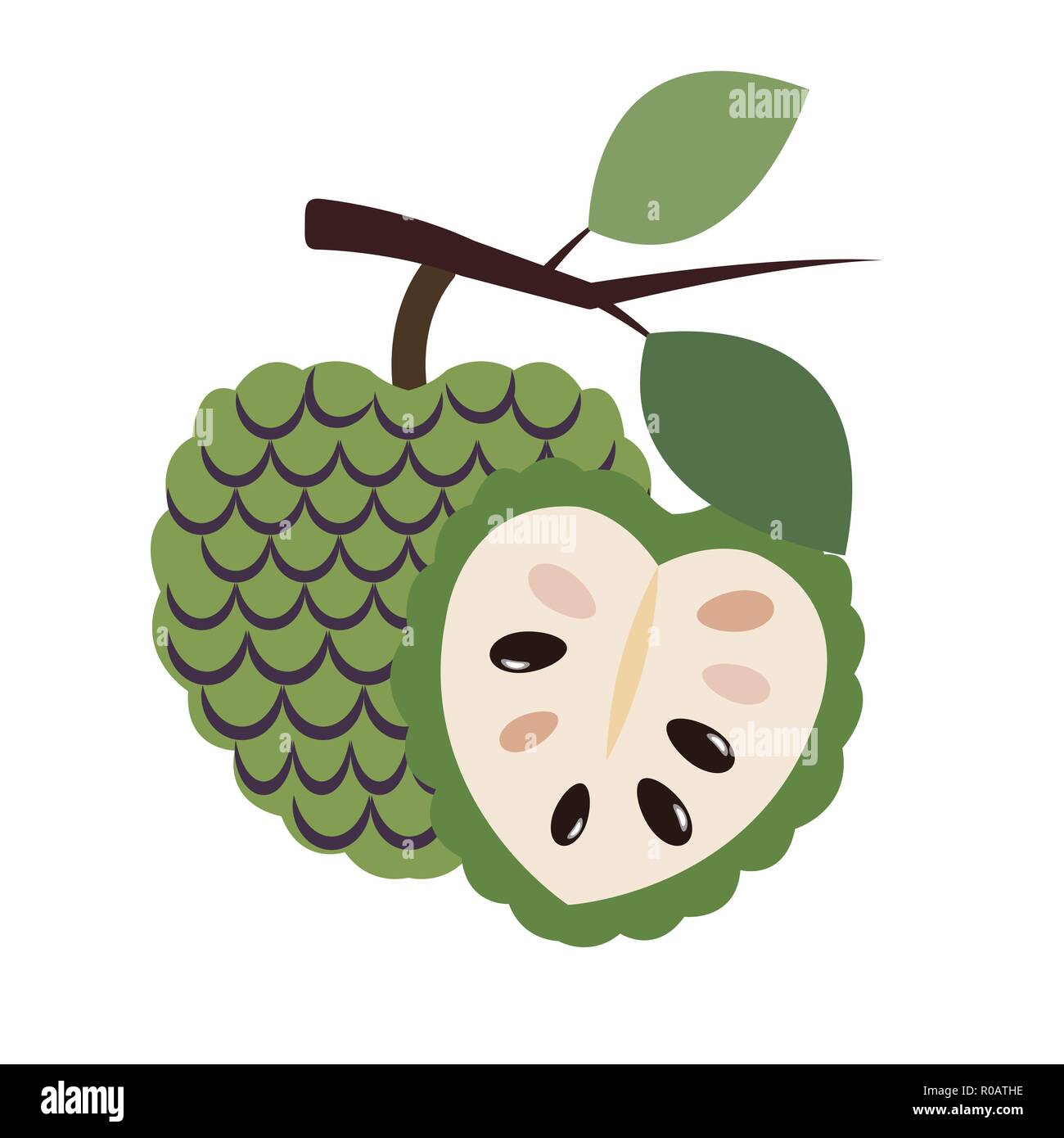 Cherimoya vector vectors hi-res stock photography and images - Alamy