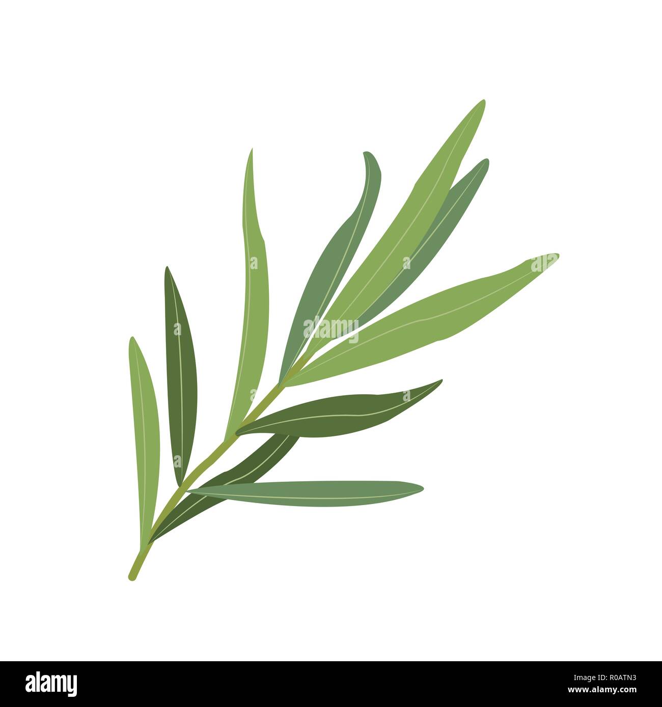 Tarragon vector vectors hi-res stock photography and images - Alamy