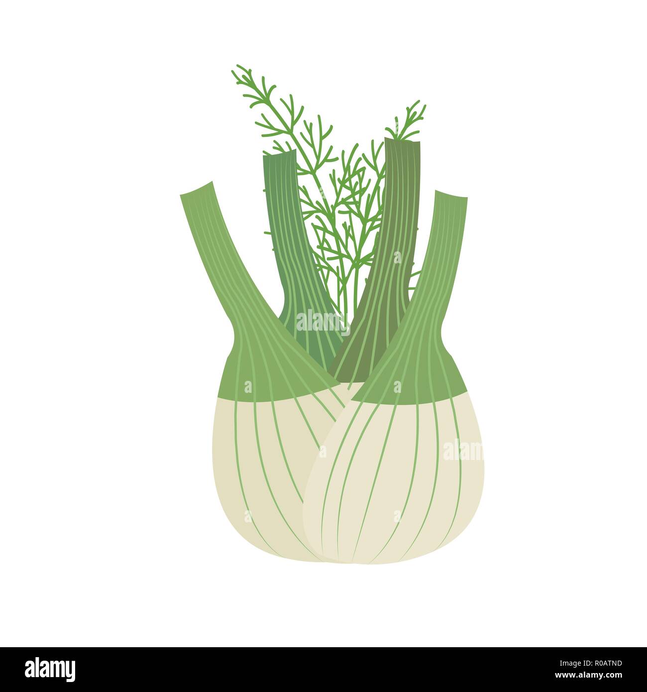 Nature organic vegetable Fennel bulb, healthy vector colorful food ...