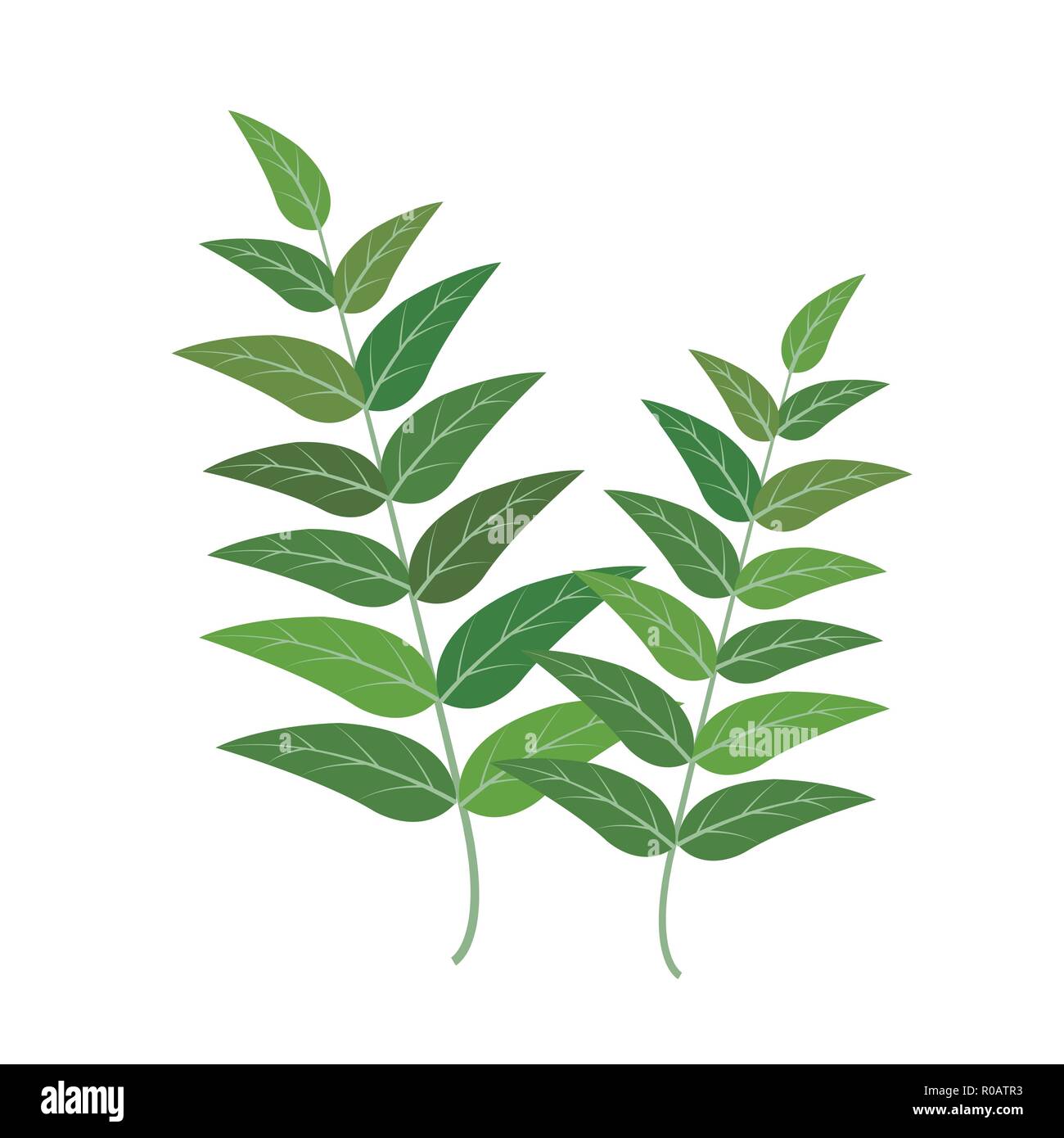 Nature organic vegetable Curry leaf, healthy vector colorful food ...