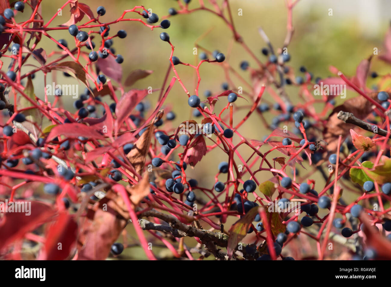 fruits of wild wine or virginia creeper in the autumn sun, colorful ...