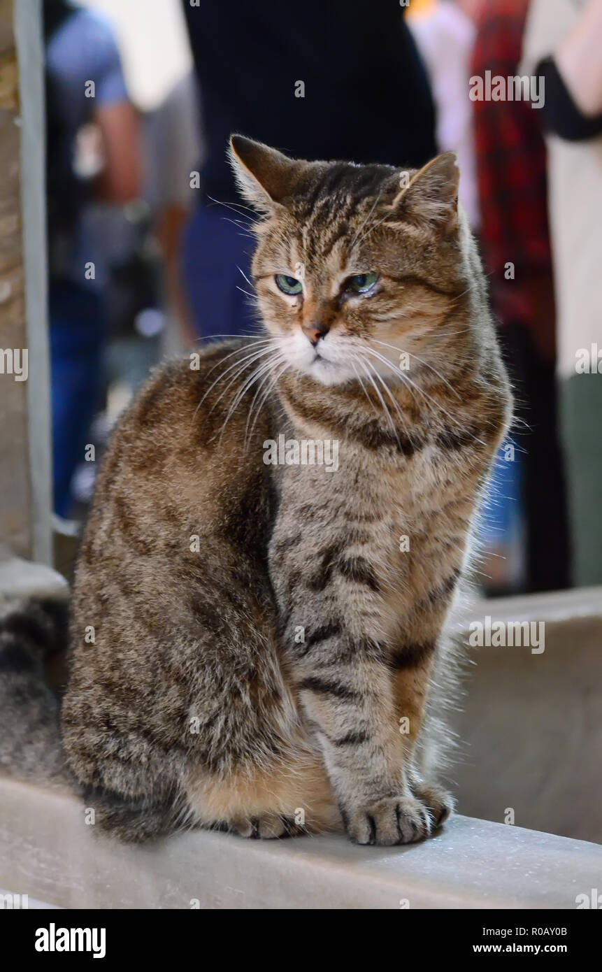 Gly the Cat, the famous inhabitant of Hagia Sofia in Istanbul Stock ...
