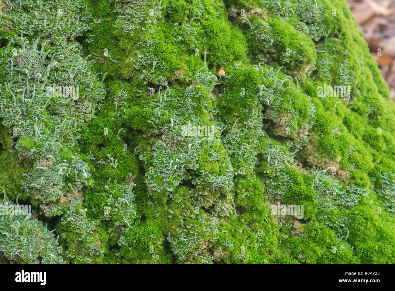 Lichen on the tree hi-res stock photography and images - Alamy