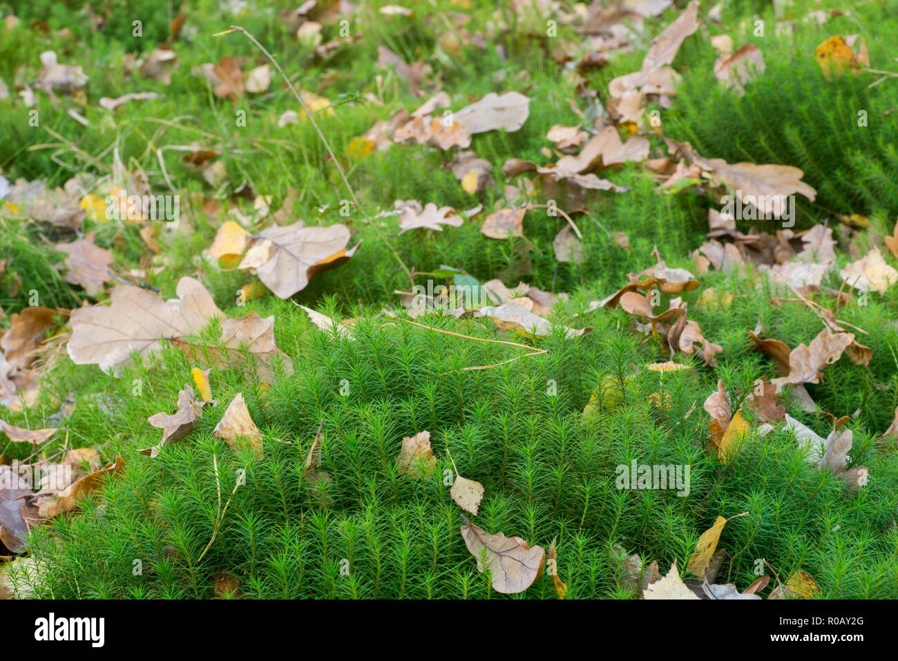 Moss growing on fallen wood hi-res stock photography and images - Alamy