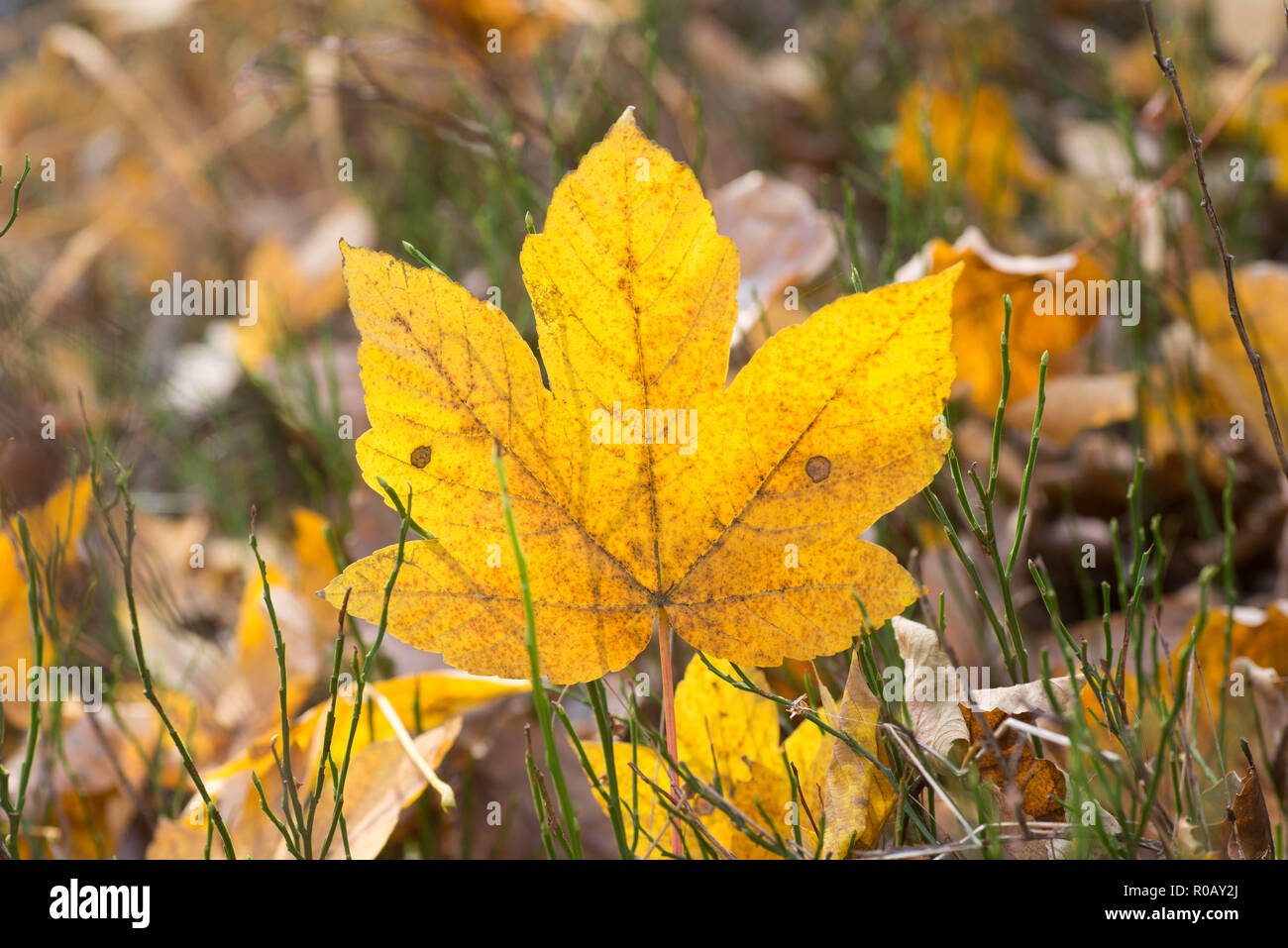 Macro maple leaf hi-res stock photography and images - Alamy