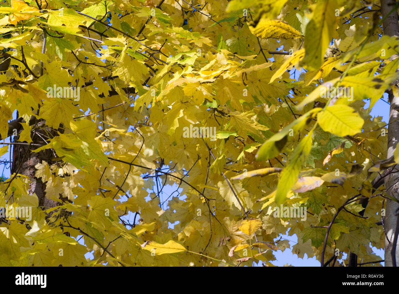 maple and walnut tree yellow fall leaves on blue sky background Stock ...