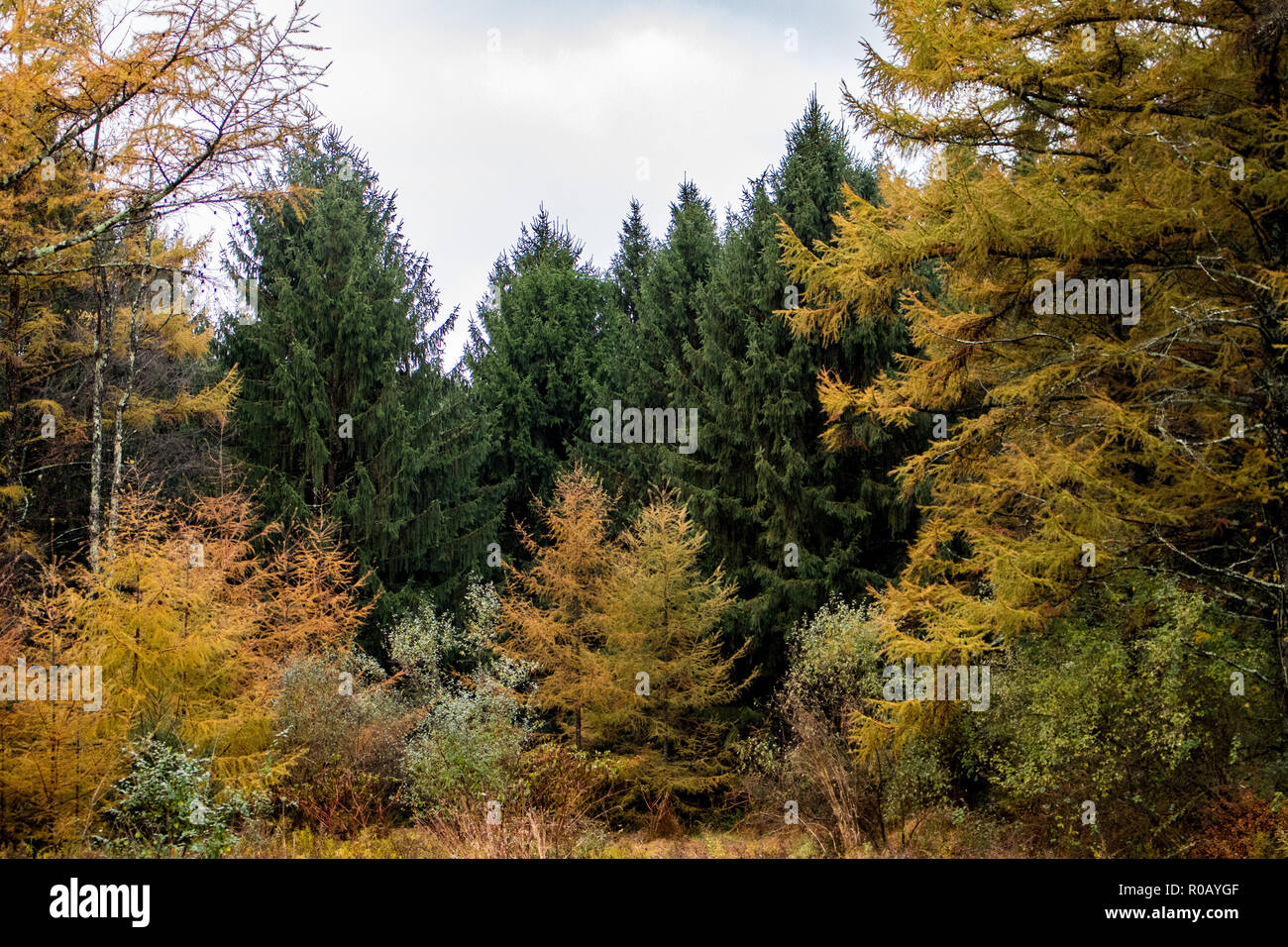 Trees wilderness hi-res stock photography and images - Alamy