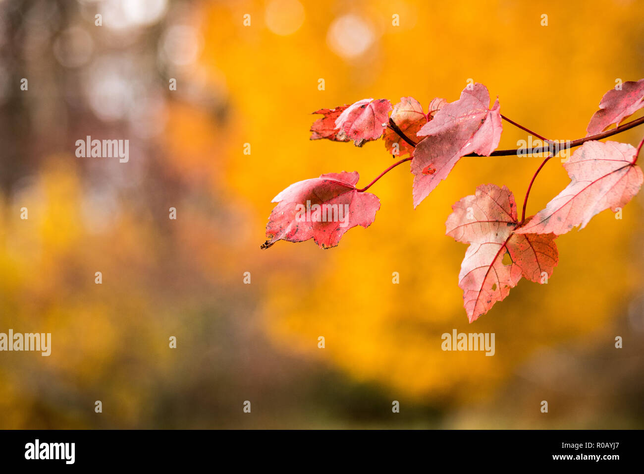 Fall photography hi-res stock photography and images - Alamy