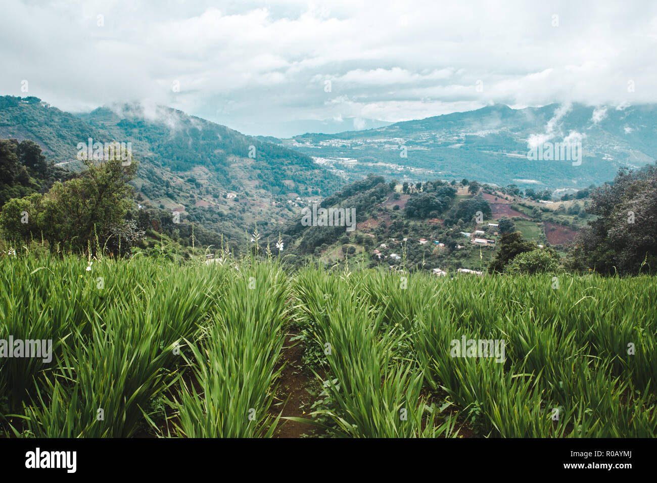 Guatemala agriculture hi-res stock photography and images - Alamy