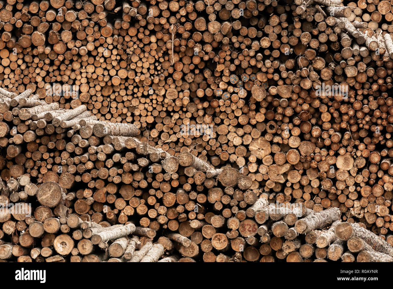 Logged wood hi-res stock photography and images - Alamy